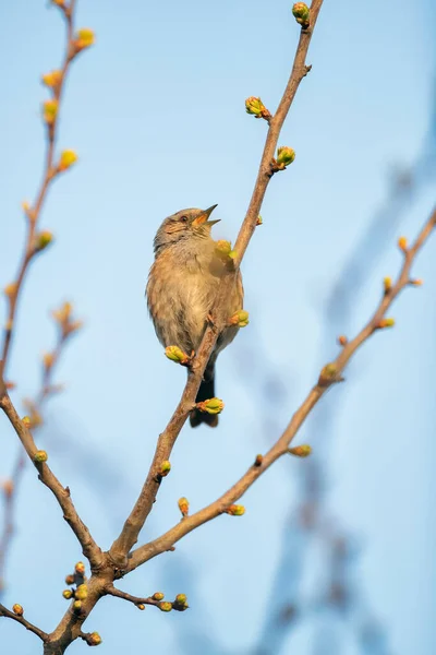 Singing bird on a branch in early spring. - Stock Image - Everypixel