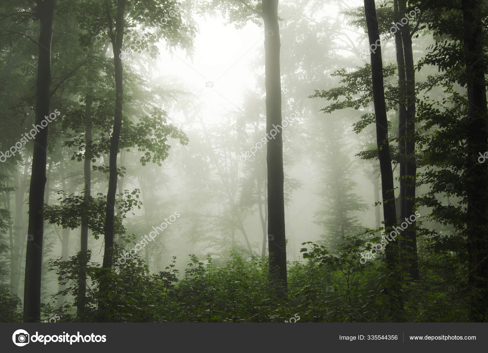 Foggy green forest background Stock Photo by ©photocosma 335544356