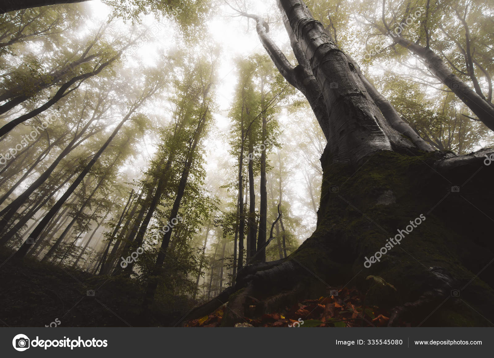 Ground Level Perspective Pictures