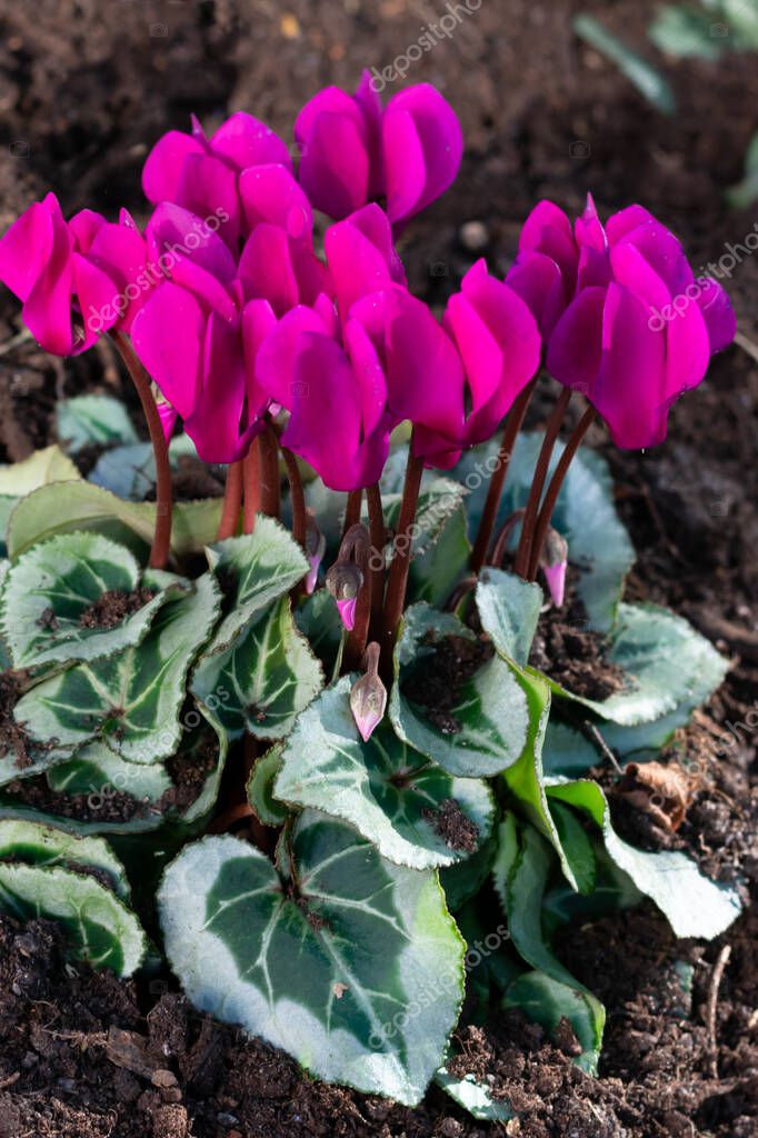 Acabo de plantar flores de ciclamen de color magenta brillante con ...