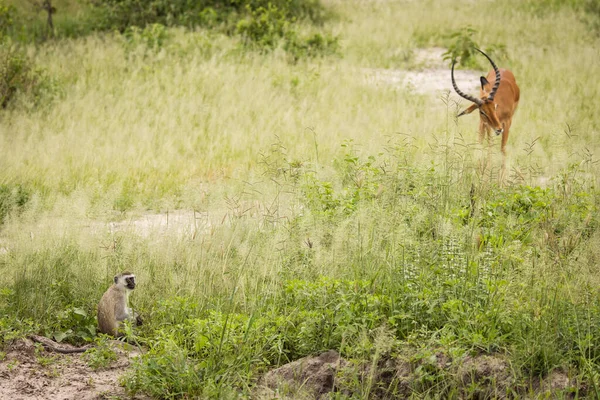 Timon y pumba images libres de droit, photos de Timon y pumba ...