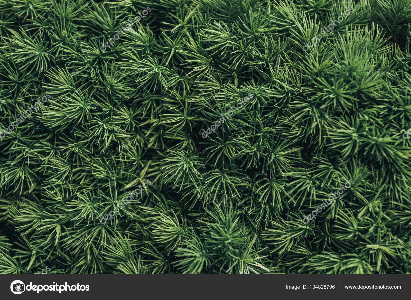 Pine Tree Leaves Texture