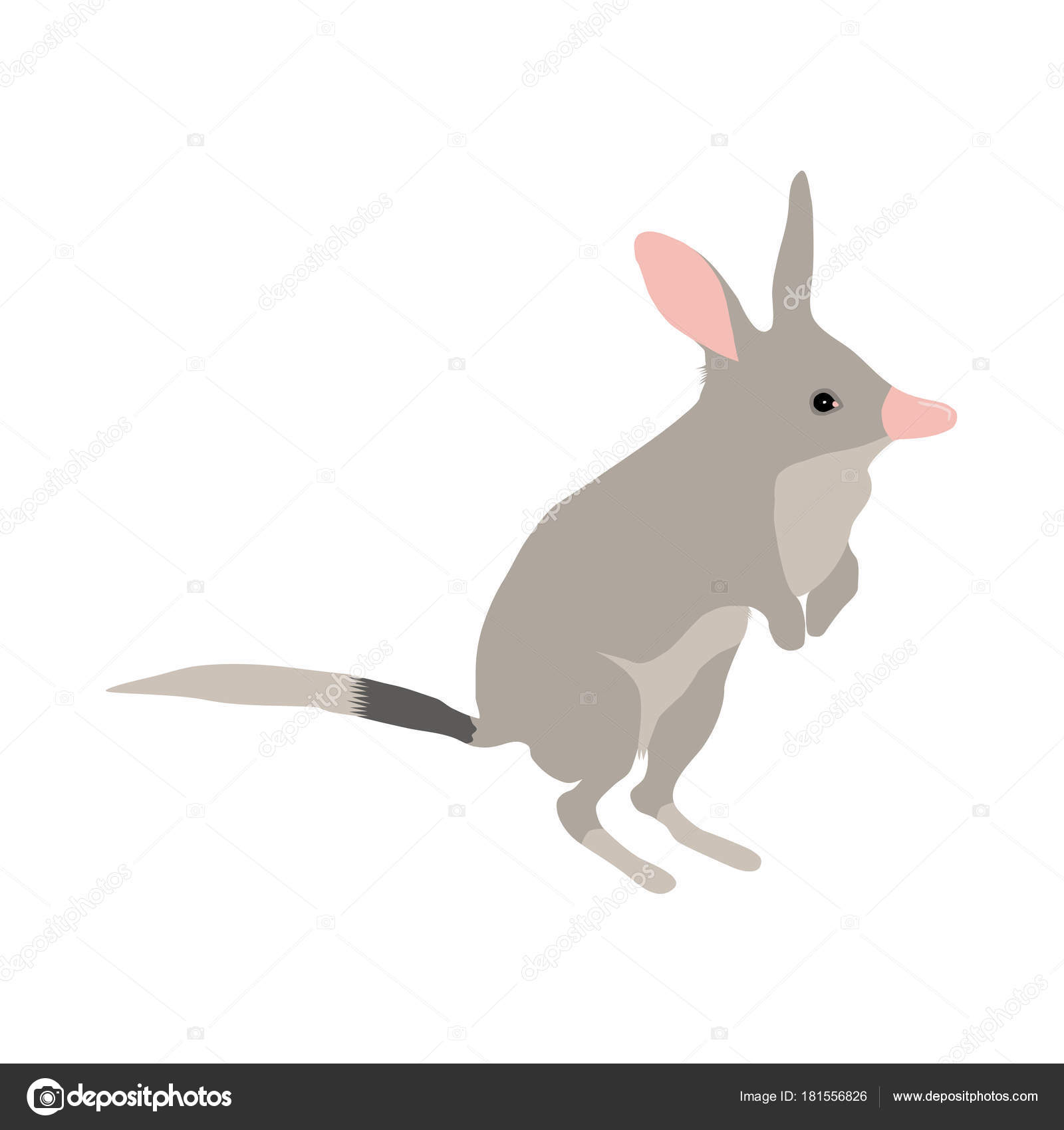 Standing Bilby Rabbit Bandicoot Color Vector Illustration Stock Vector ...