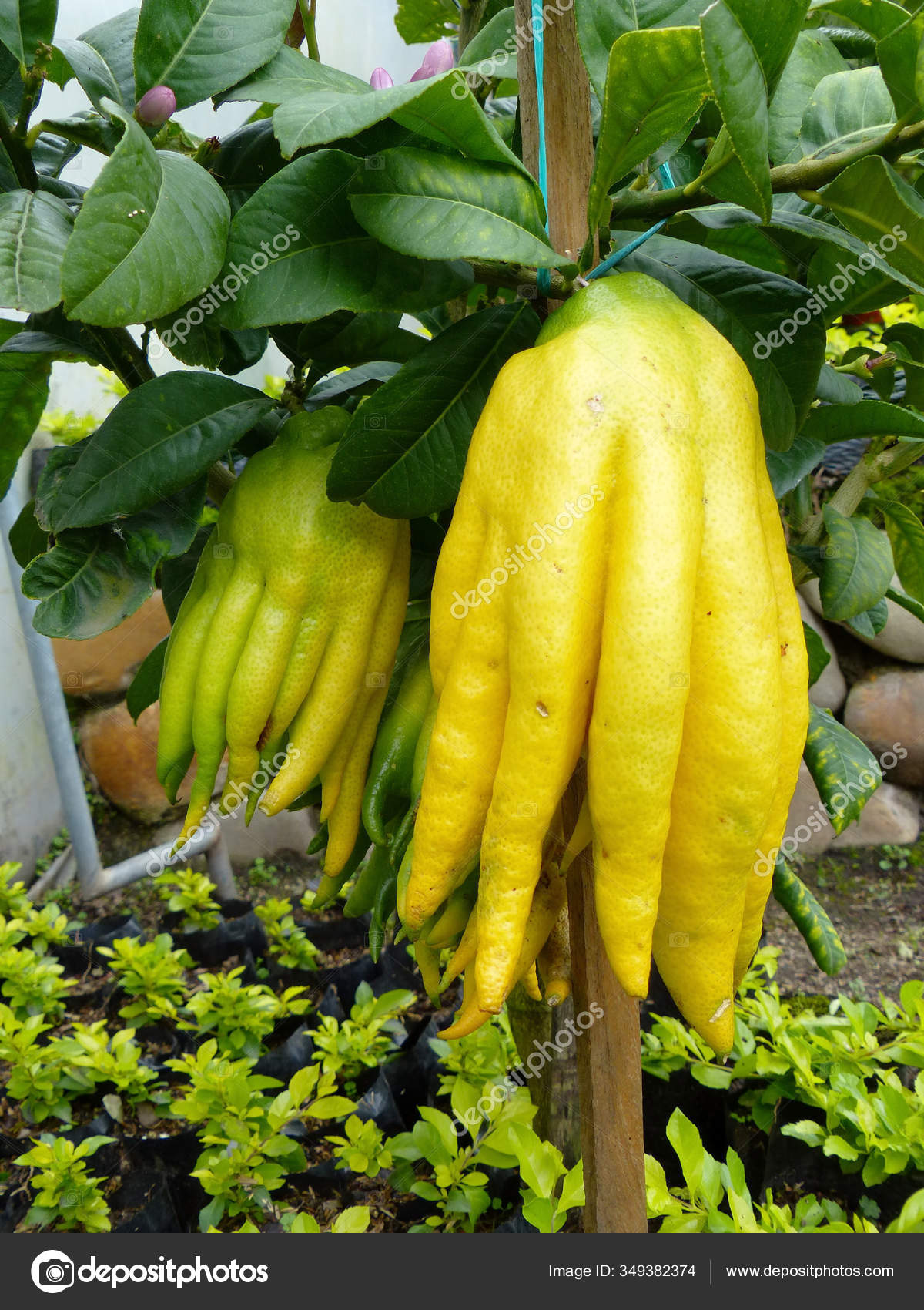 Little Tree Citrus Medica Var Sarcodactylis Fingered Citron Known ...