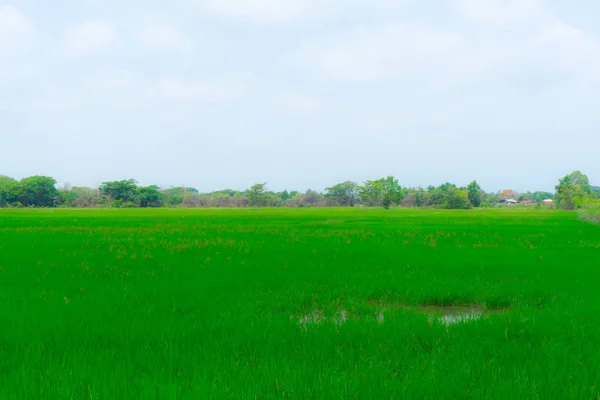 Rice field cambodia Stock Photos, Royalty Free Rice field cambodia ...