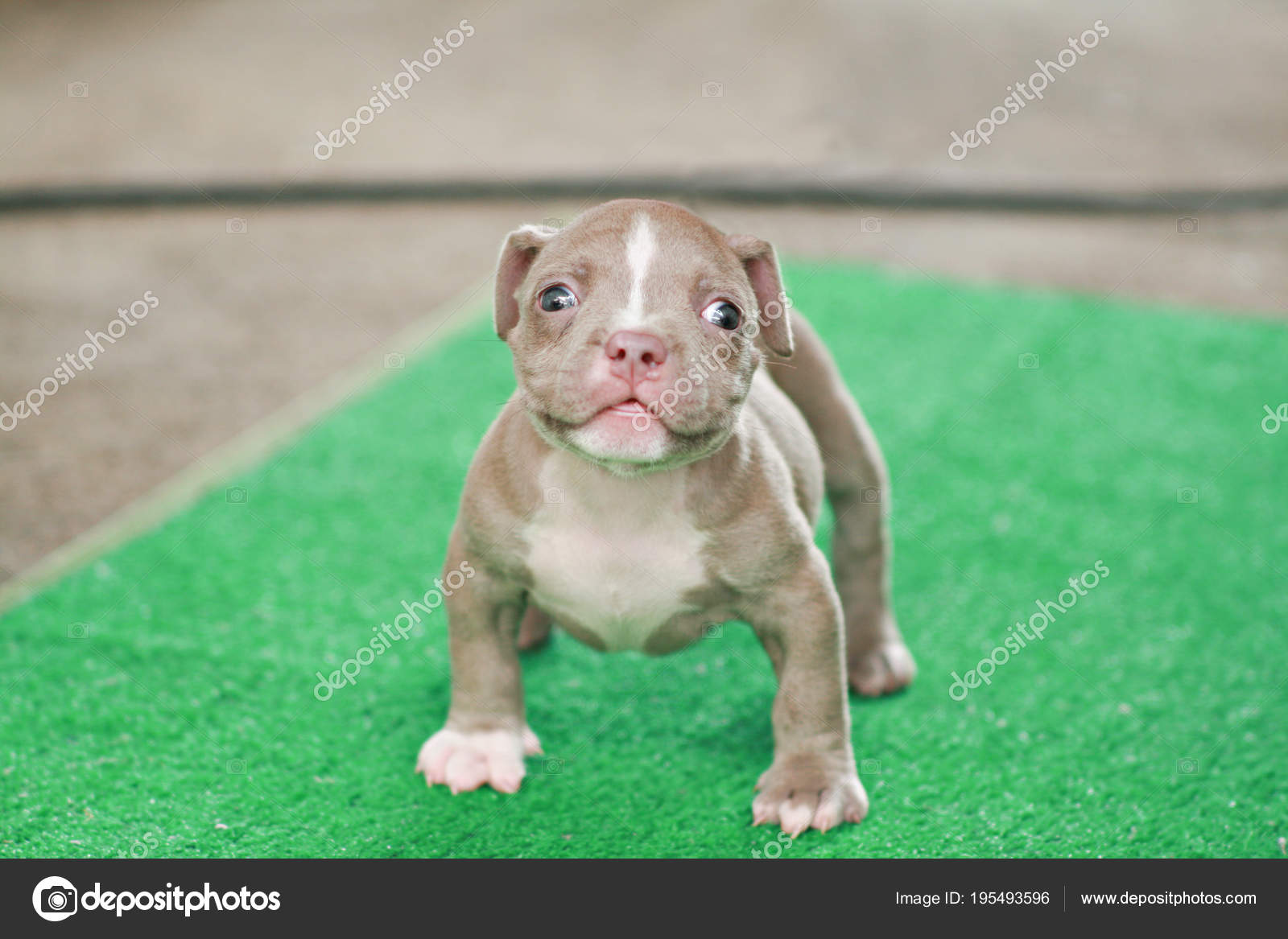 Brown American Bully Puppy