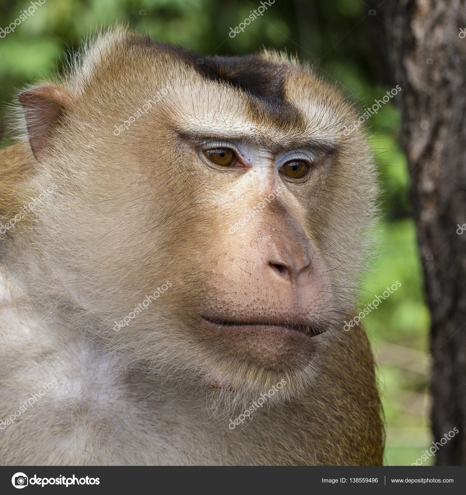 ¿Por qué tenemos cejas? - Forocoches