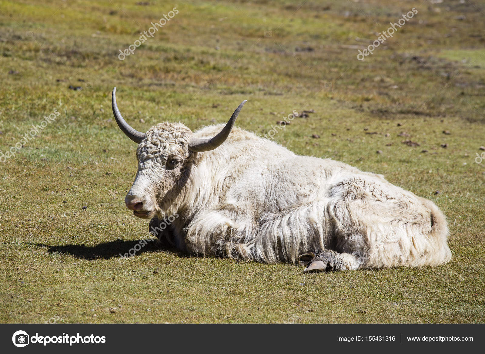 Close up wild yak in Himalaya mountains, Nepal — Stock Photo ...