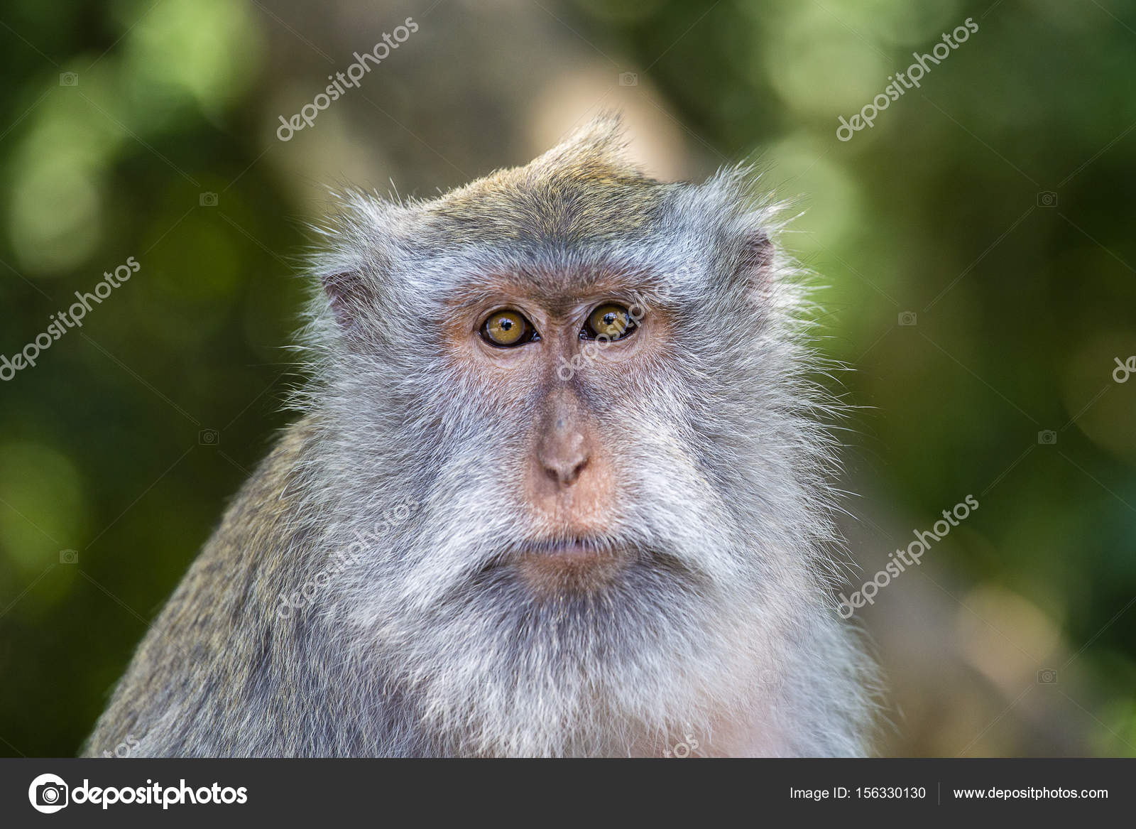 Portrait monkey at sacred monkey forest in Ubud, Bali, Indonesia ...