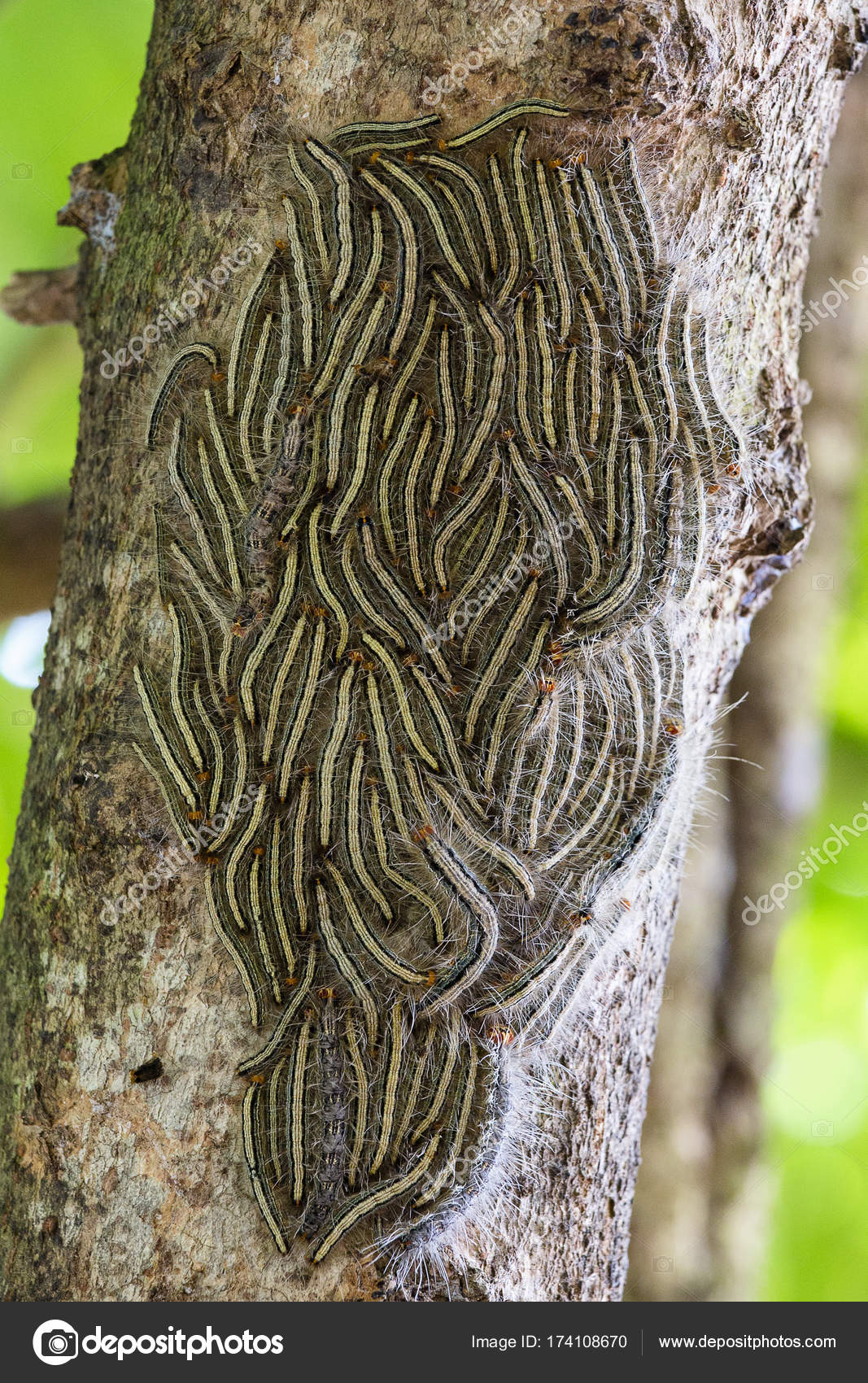 Oak processionary moth - Thaumetopoea processionea caterpillars on the ...