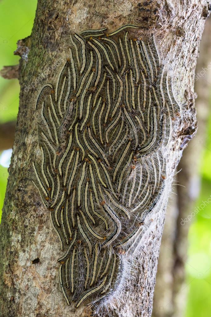 Oak processionary moth - Thaumetopoea processionea caterpillars on the ...