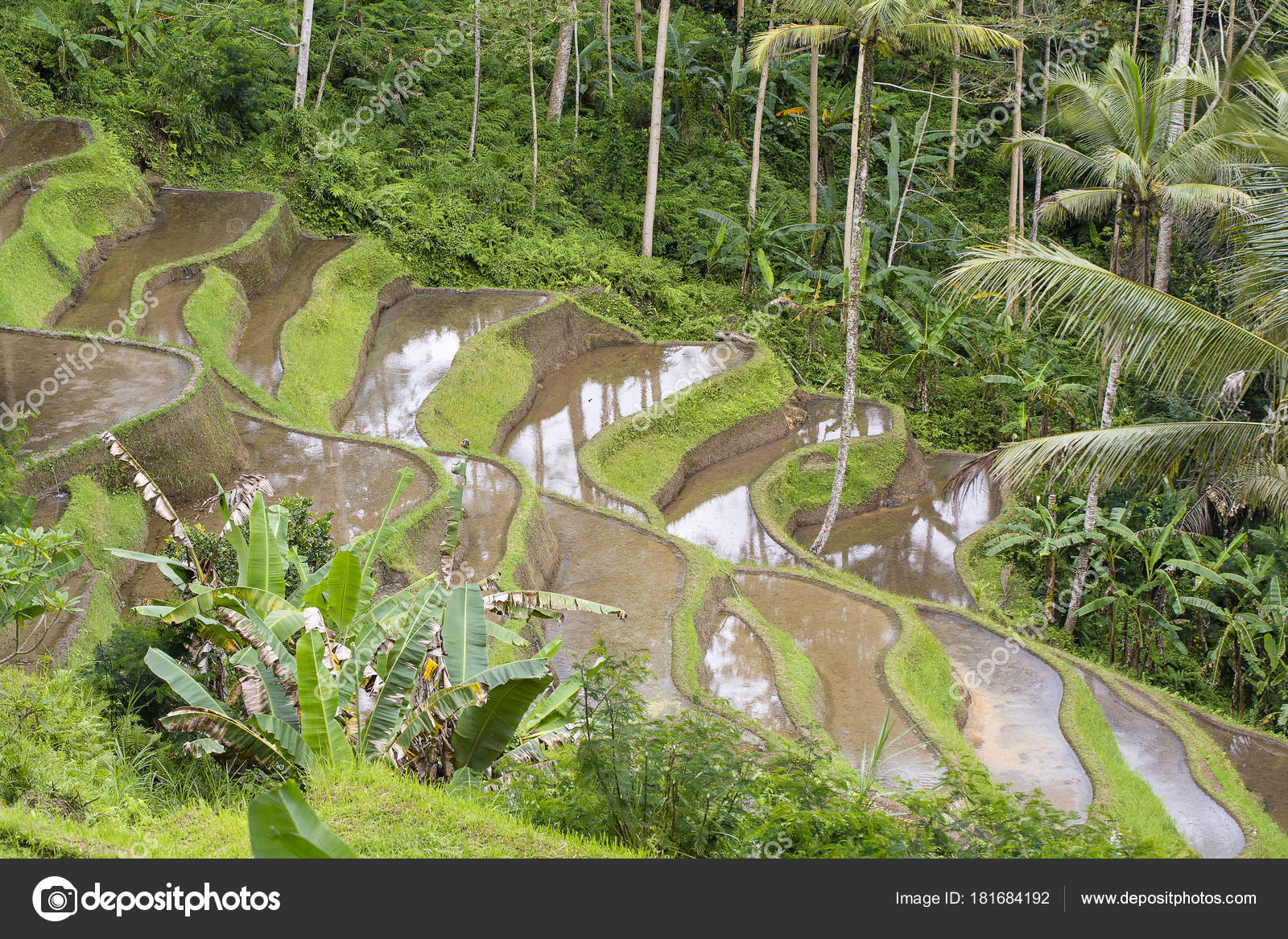 Beautiful rice terraces in island Bali, Indonesia Stock Photo by ...