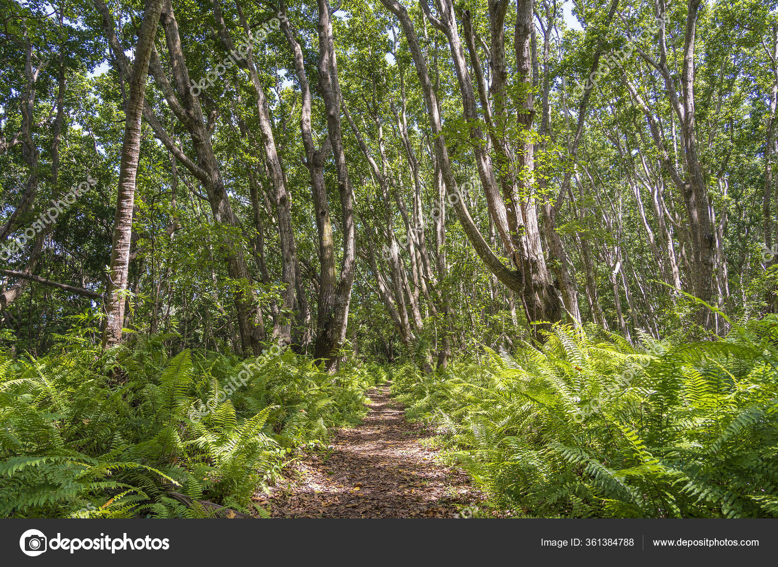 Jungle Forest Walking Path Wildlife Clear Sunny Day Island Zanzibar ...