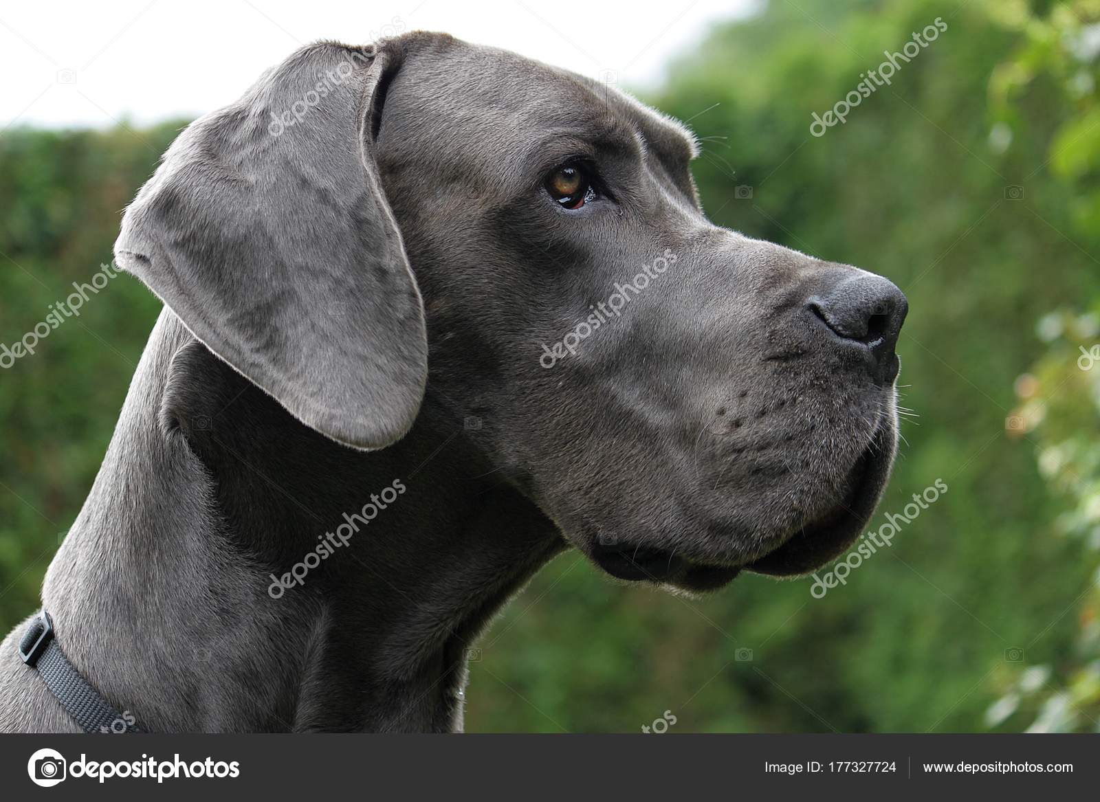Blue Great Dane Portrait Garden — Stock Photo © BiancaGrueneberg #177327724