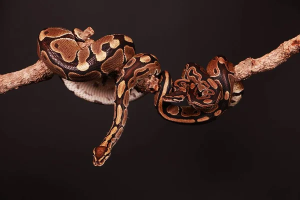 Vieux python Stock Photos, Royalty Free Vieux python Images | Depositphotos