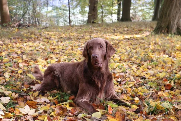 brown flat coated retriever is lying in the autumn forest - Stock Image ...