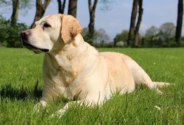 Yellow labrador retriever Stock Photos, Royalty Free Yellow labrador ...