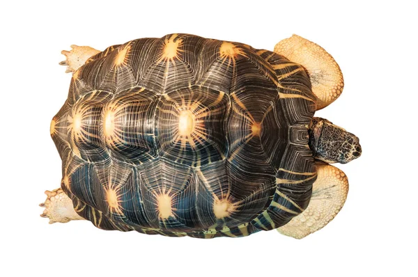 Tortuga paloma de capa Stock Photos, Royalty Free Tortuga paloma de ...