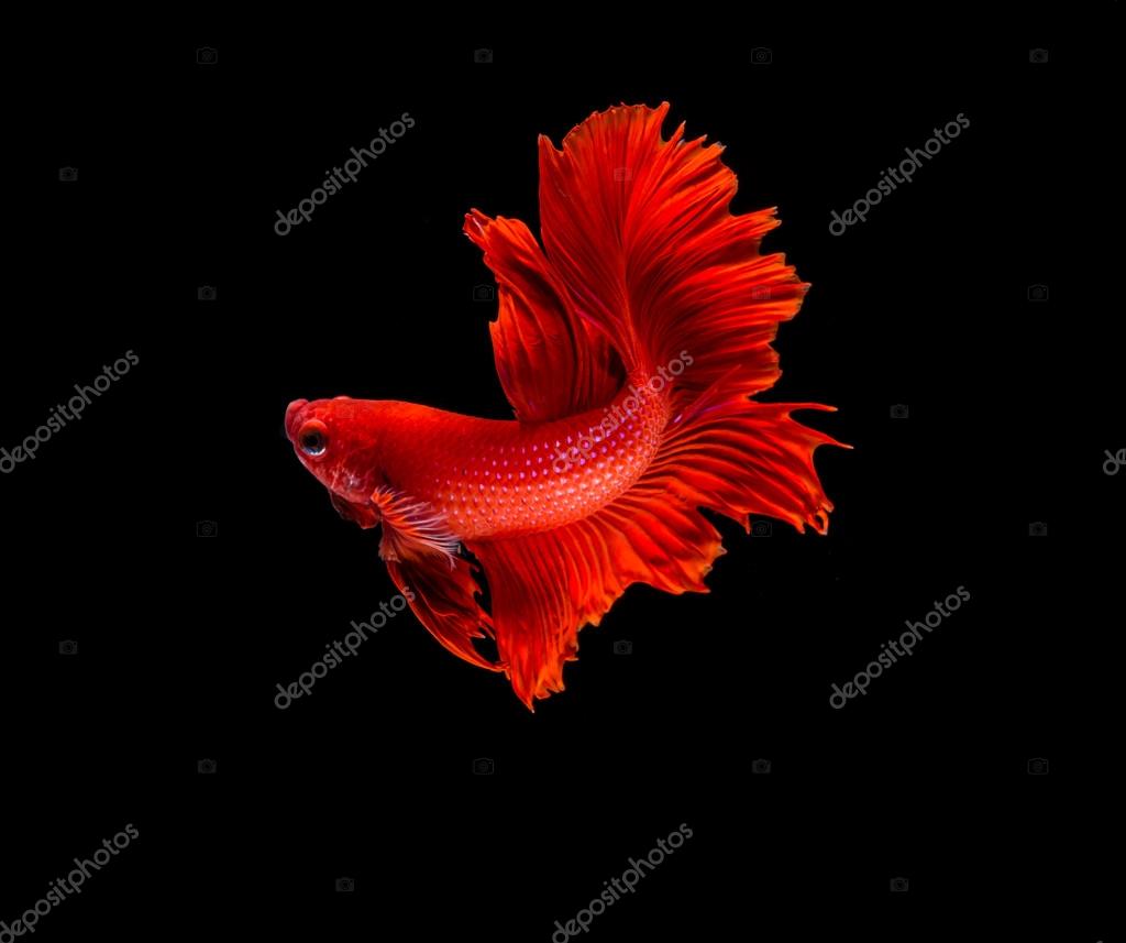 Beautiful fighting fish Stock Photo by ©Deerphoto 124869346