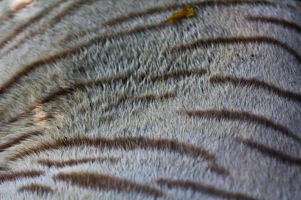 White tiger Stock Photos, Royalty Free White tiger Images | Depositphotos®