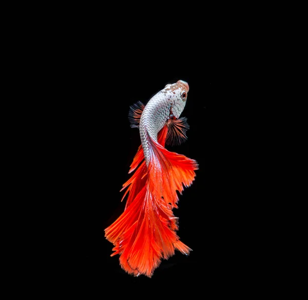 Siamese fighting fish — Stock Photo © Deerphoto #148483339