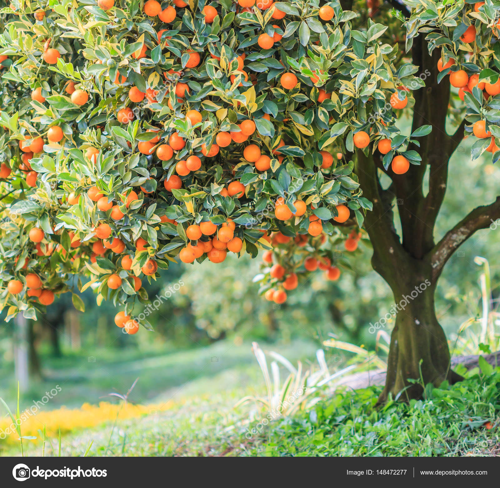 Orange tree park Stock Photo by ©Deerphoto 148472277 Orange tree park Stock Photo by ©Deerphoto 148472277