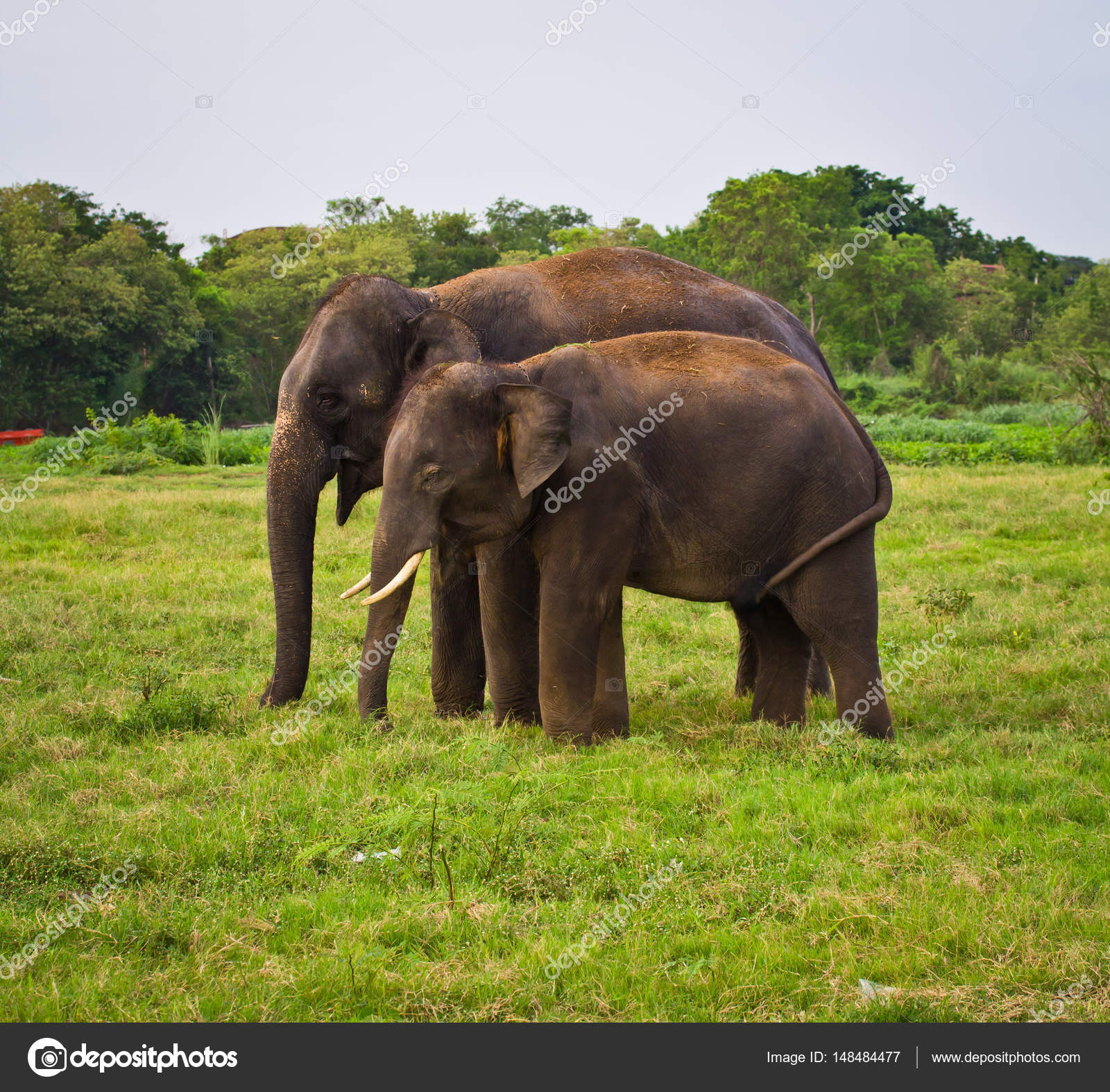 Two elephants on the nature Stock Photo by ©Deerphoto 148484477