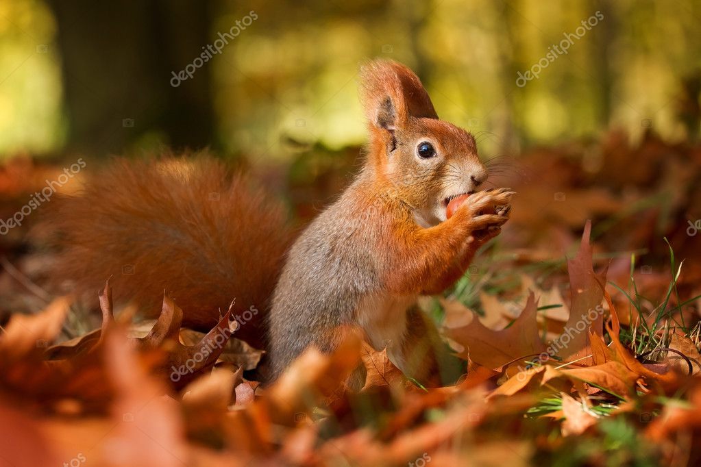 Squirrel, Autumn, nut and dry leaves Stock Photo by ©kamilpetran 127316306