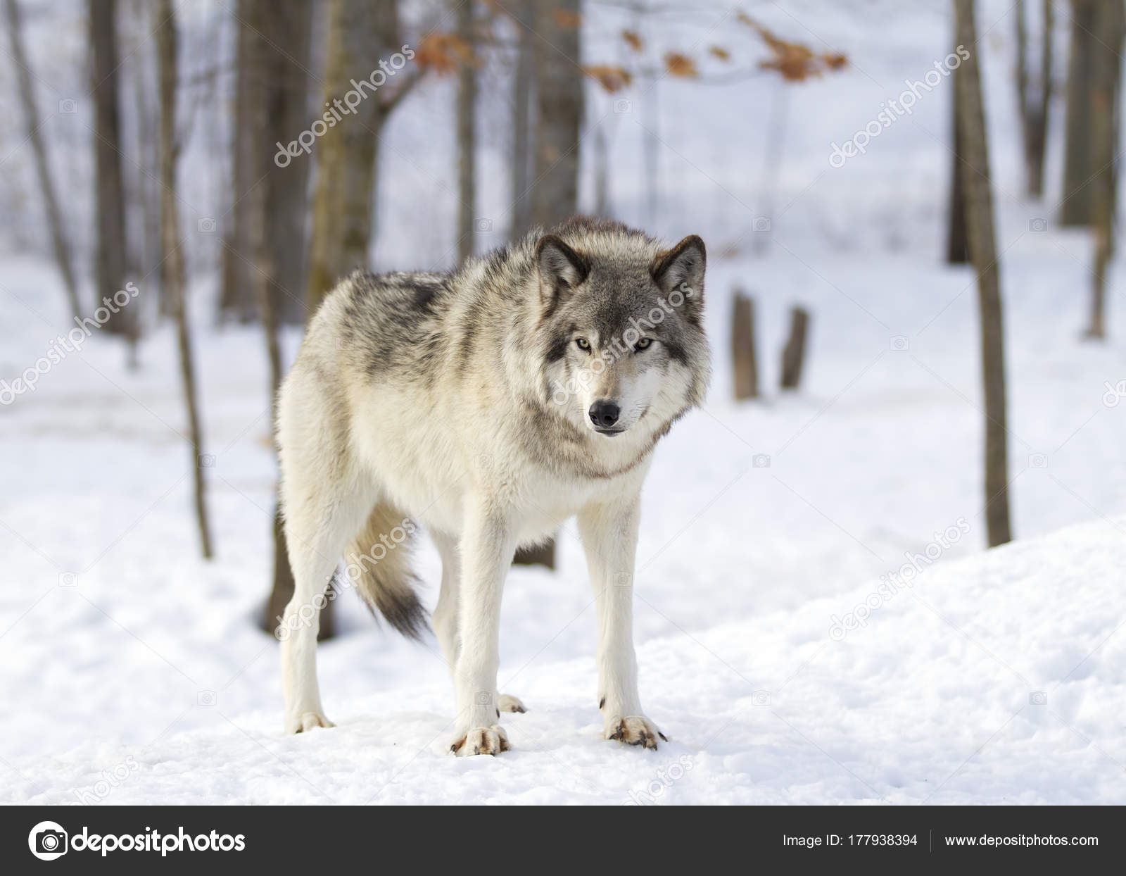 White Timber Wolf