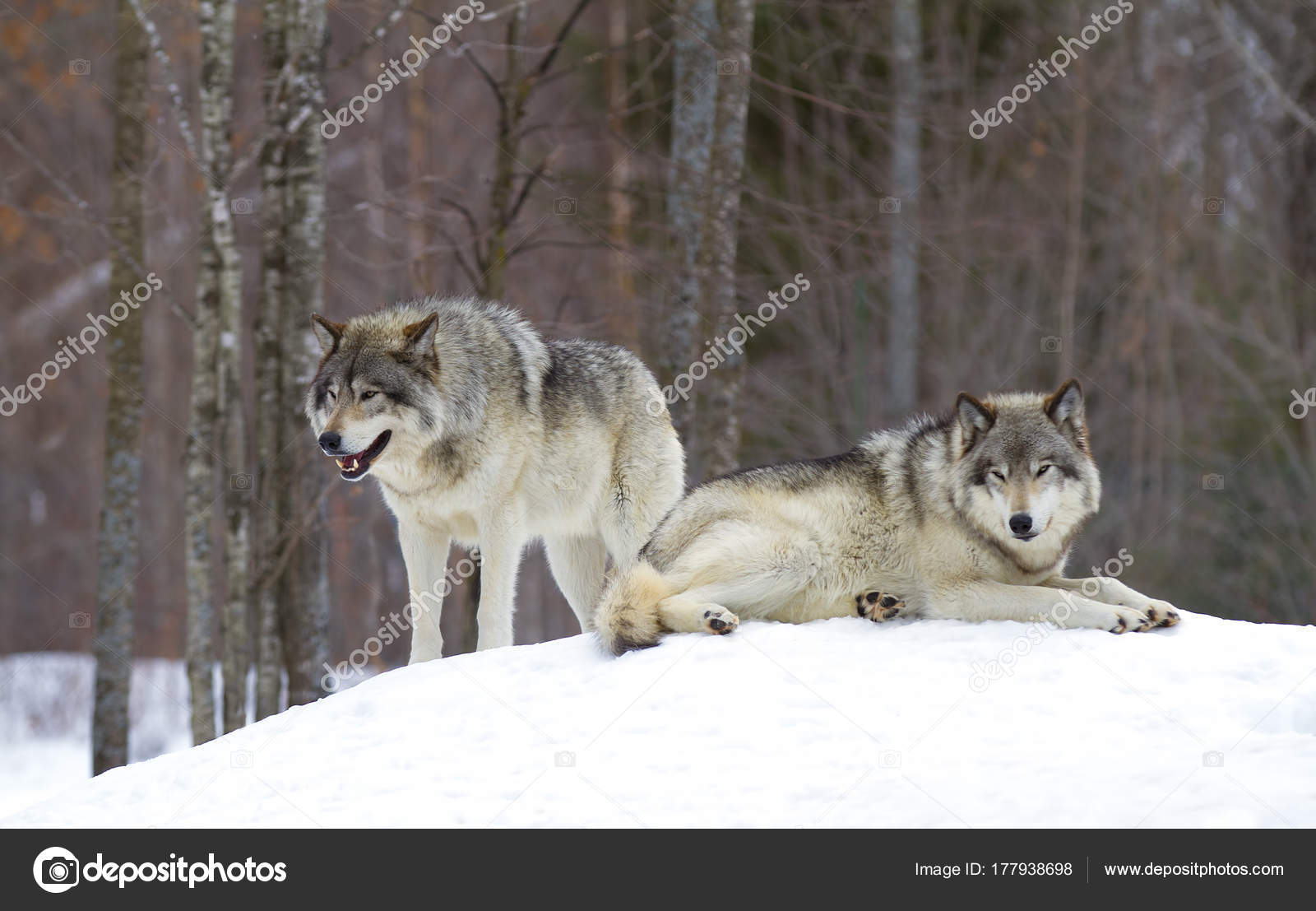 Timber Wolves Grey Wolves Canis Lupus Standing Winter Snow Canada Stock ...