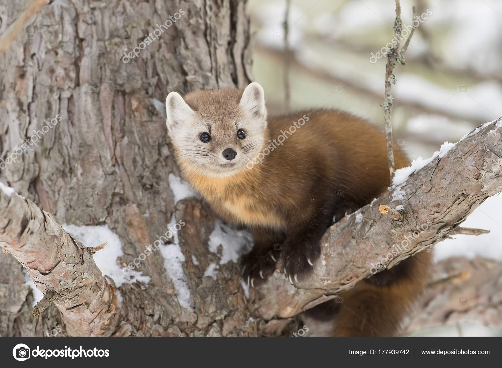 Pine Marten Martes Americana Climbing Tree Algonquin Park Canada Winter ...