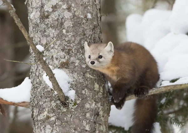 Pine Marten Martes Americana Climbing Tree Algonquin Park Canada Winter ...