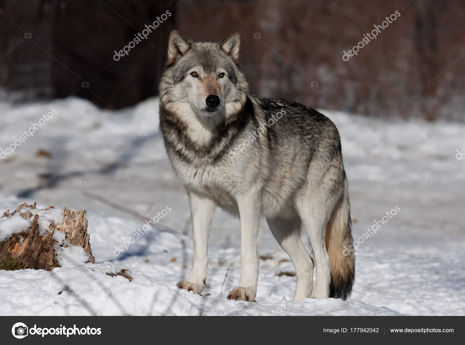 Gray Timber Wolf