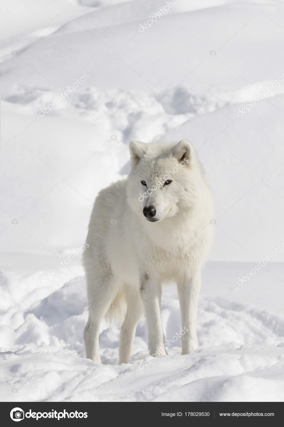 Arctic Wolf Canis Lupus Arctos Walking Winter Snow Canada Stock Photo ...