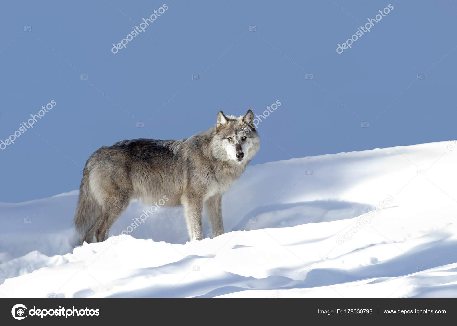 Black And Silver Wolf