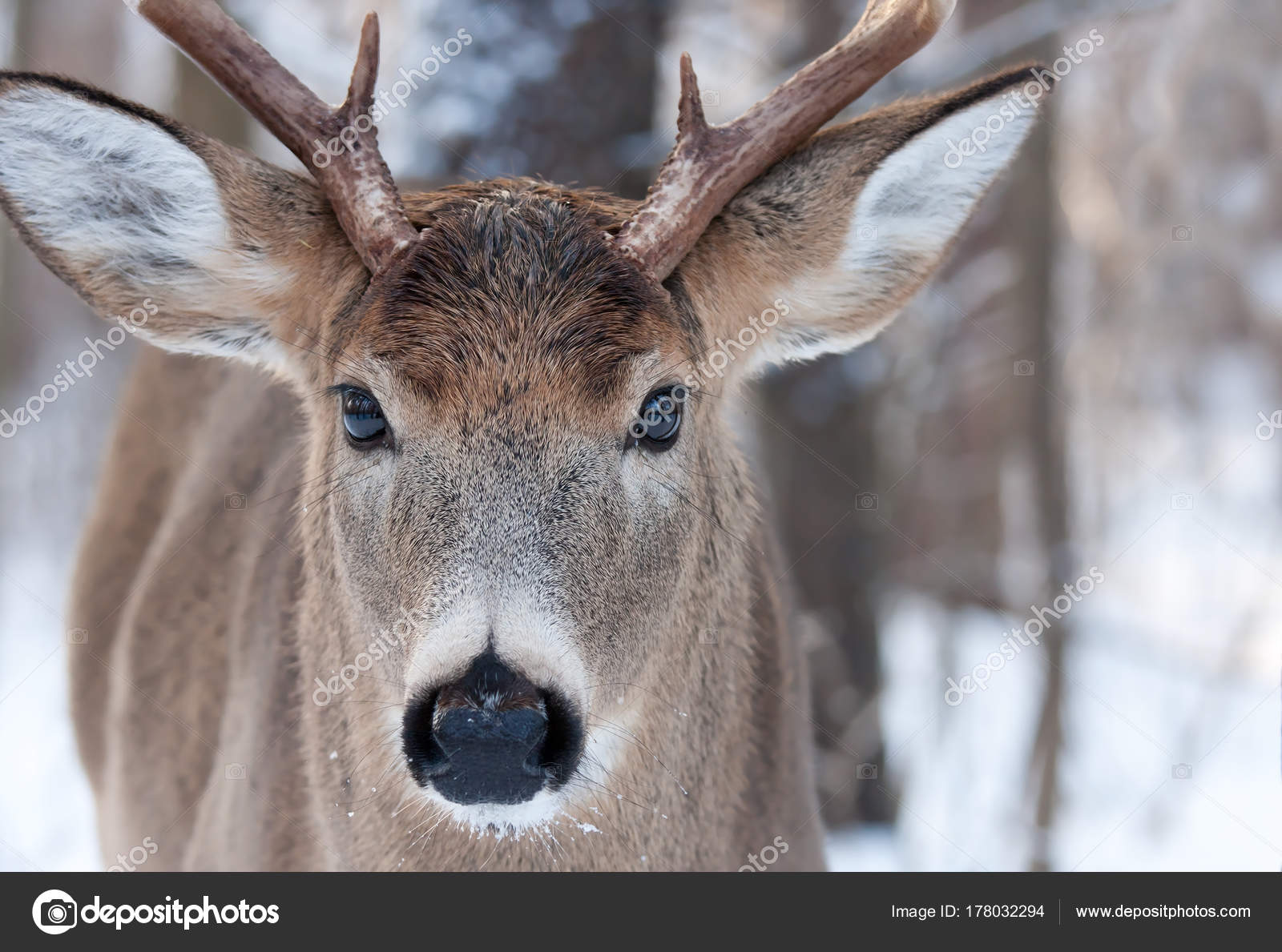 Deer Buck Face