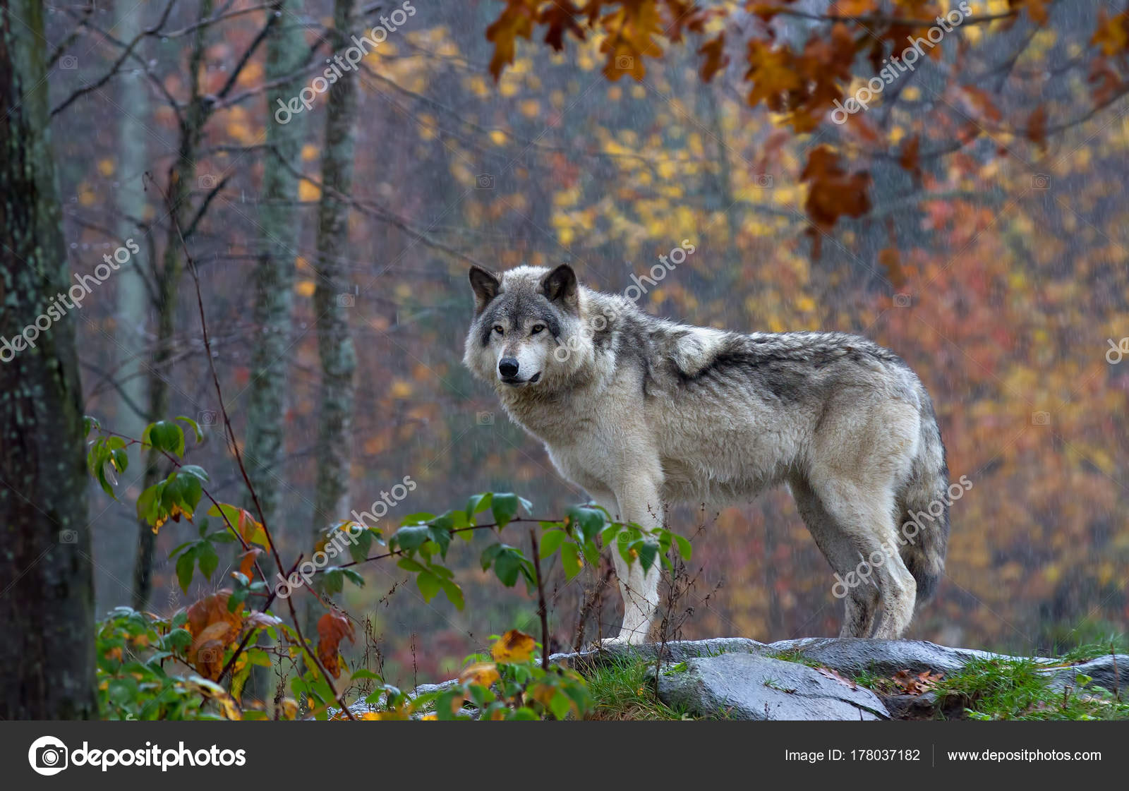 Gray Wolf Standing