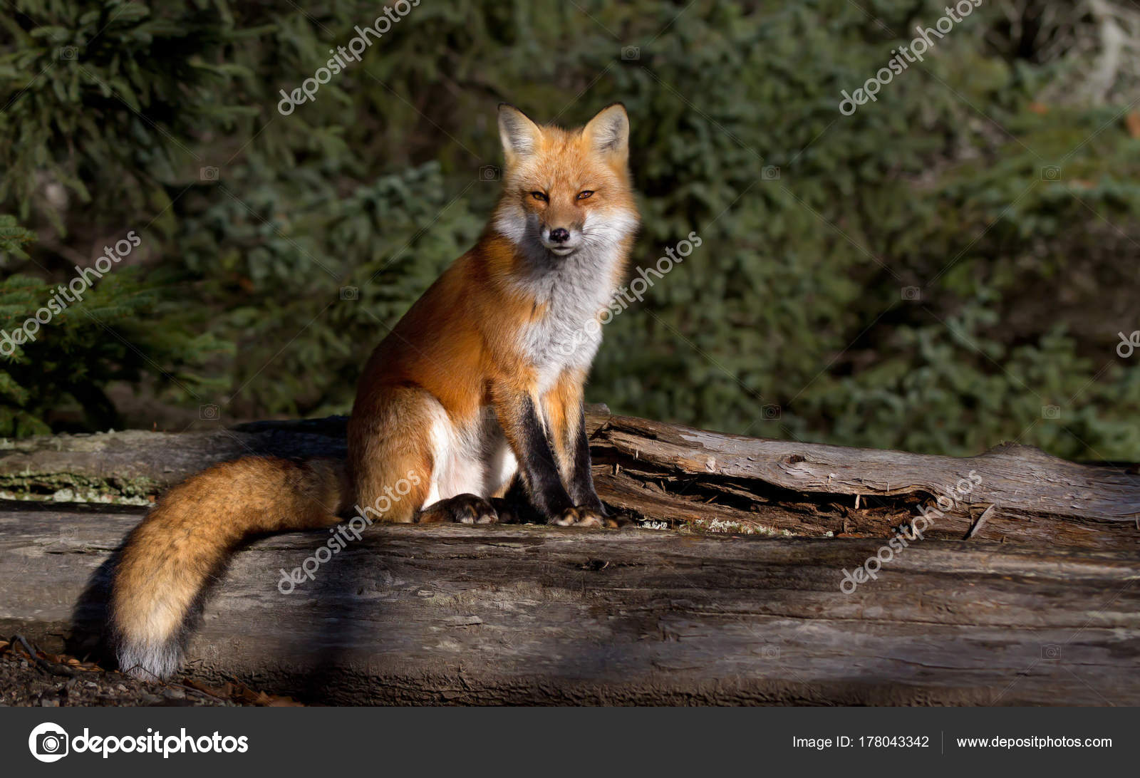 Red Fox Vulpes Vulpes Sitting Log Autumn Algonquin Park Canada — Stock Photo © JimCumming #178043342