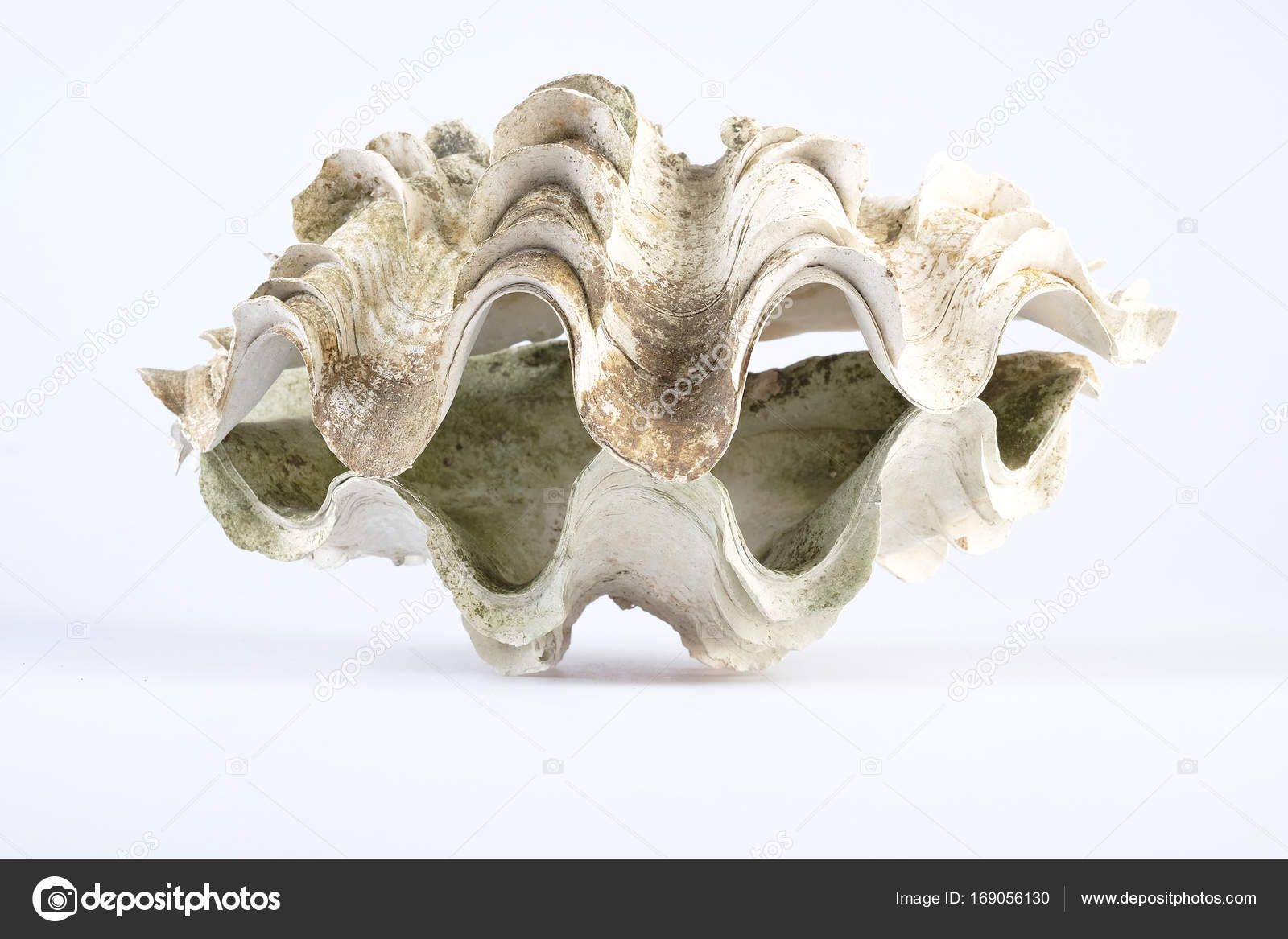 Giant Clam Shell Open