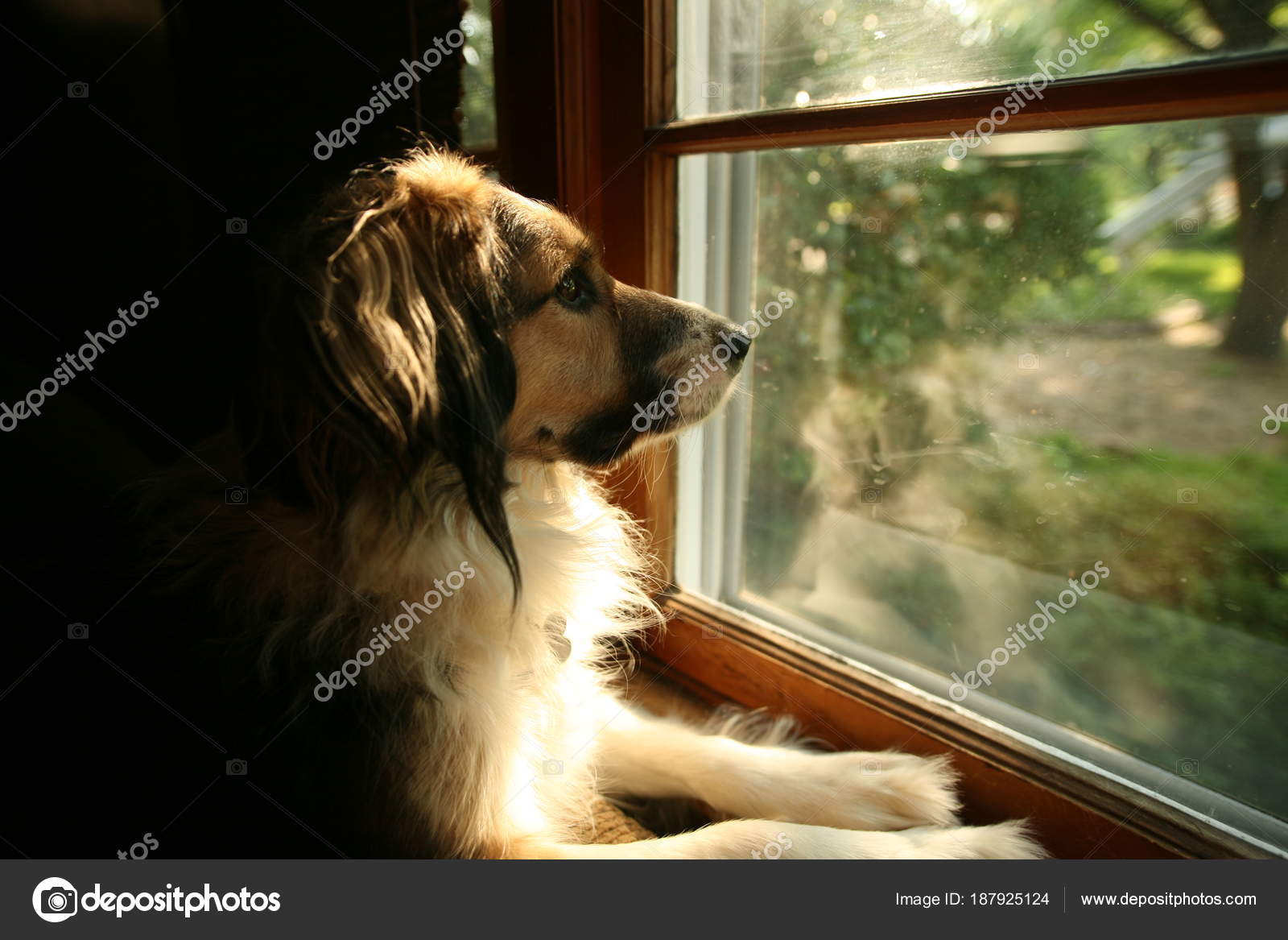 Why Do Dogs Stare Out The Window