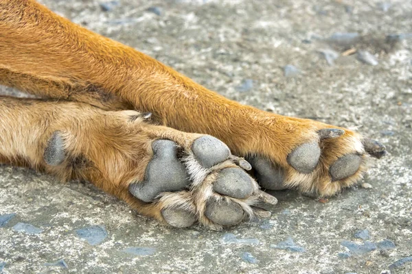 Qué Perros Tienen Garras De Rocío Extra