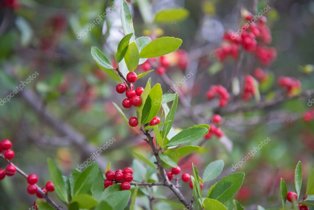 Bayas de la planta del lobo. Daphne mezereum. Grandes tablones de bayas ...