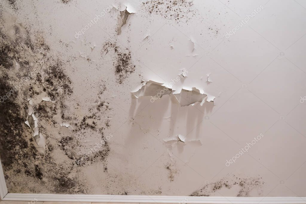 Manchas de moho y moho negro en el techo o la pared debido a la mala ...