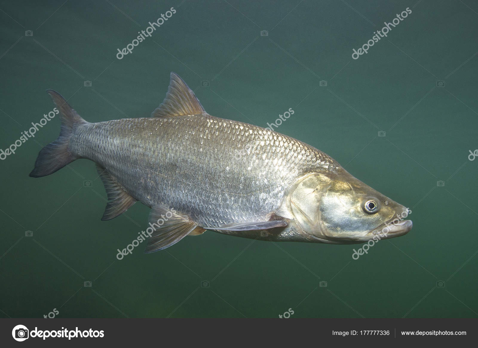 Close Photography Predatory Fish Asp Aspius Aspius Freshwater Fish ...