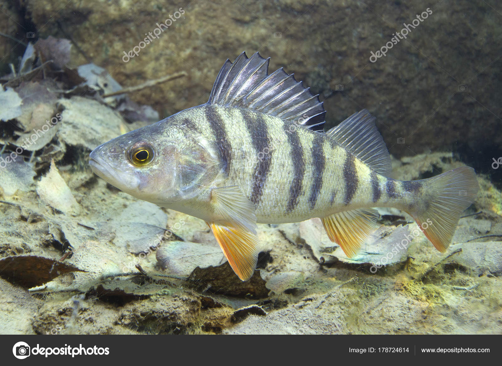 Freshwater Fish Perch Perca Fluviatilis Beautiful Clean Pound ...