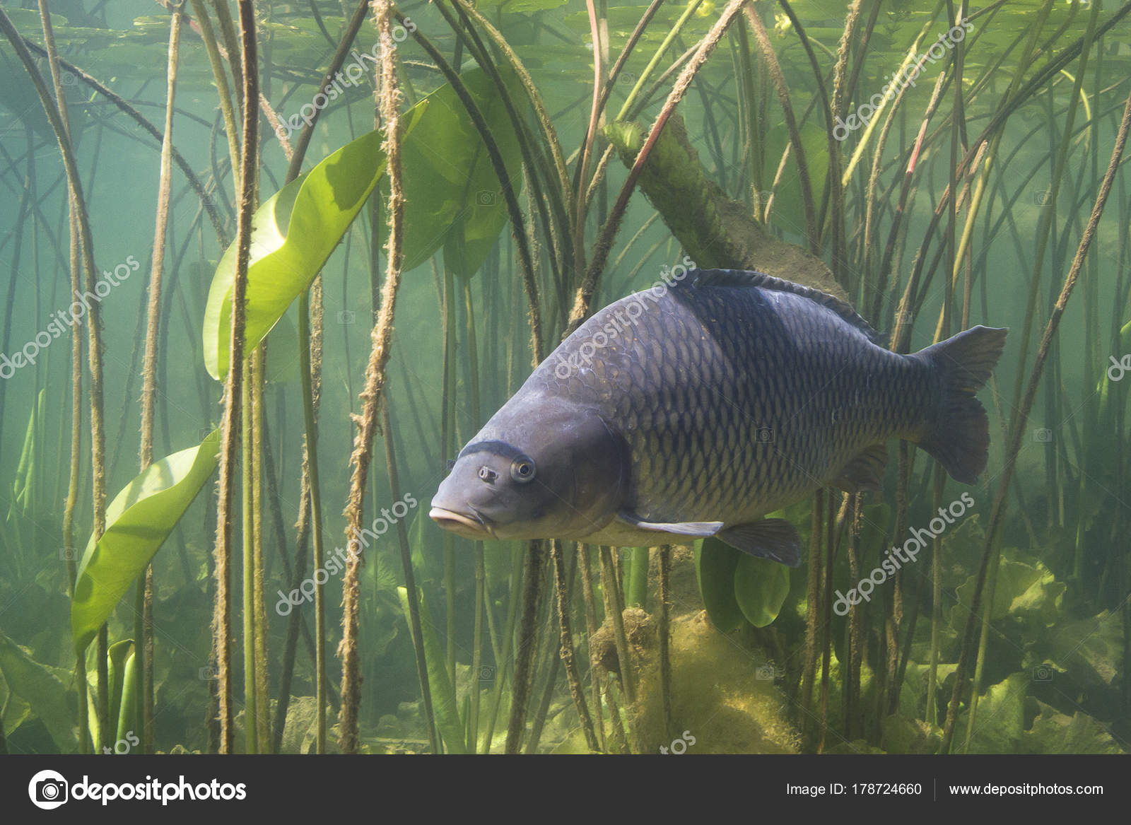 Freshwater Fish Underwater