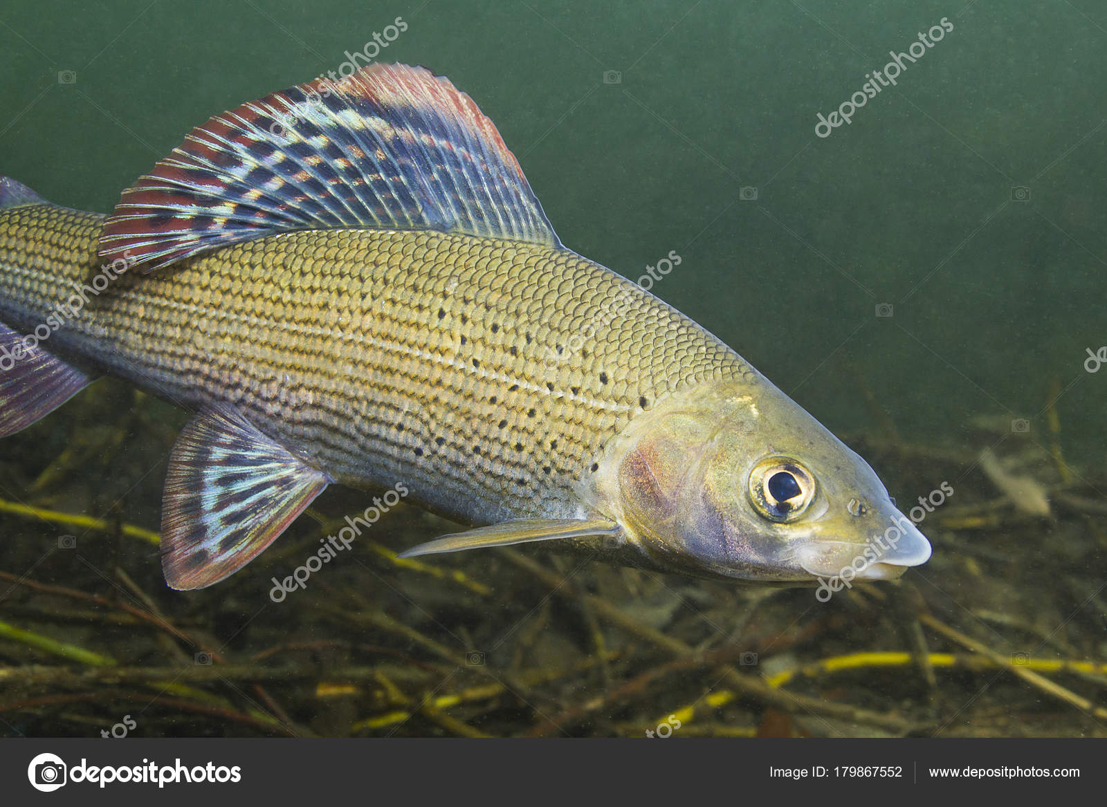 Äsche Thymallus Thymallus Schwimmender Süßwasserfisch Thymallus ...
