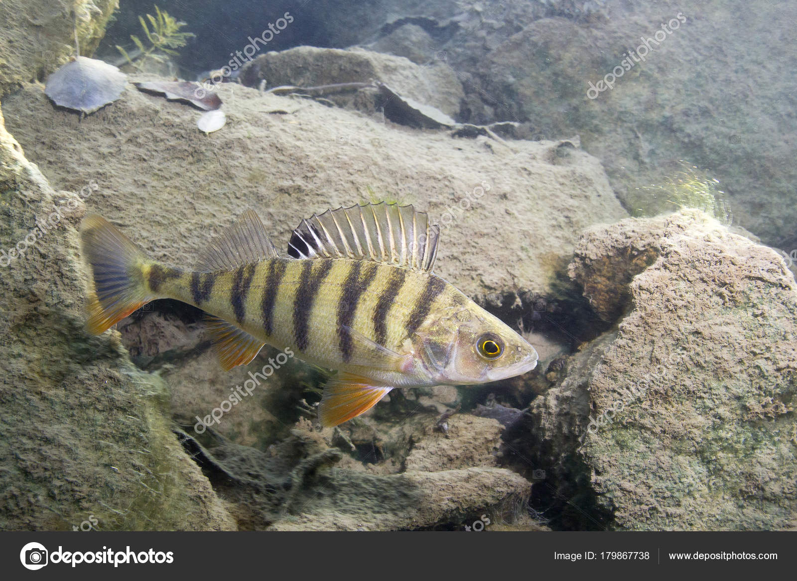 Freshwater Fish Perch Perca Fluviatilis Beautiful Clean Pound ...