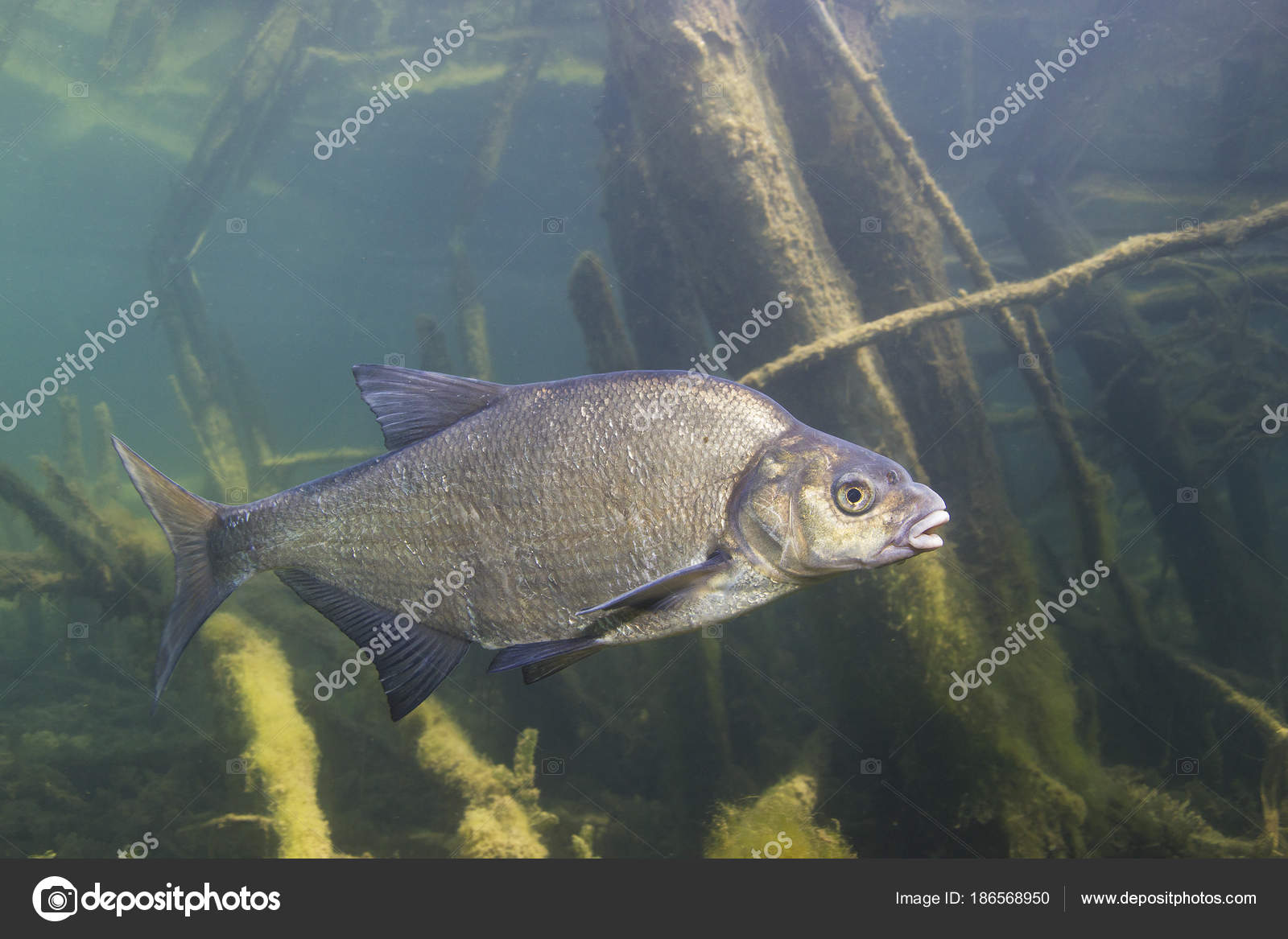 Underwater Photography Carp Bream Abramis Brama Beautiful Fish Close ...