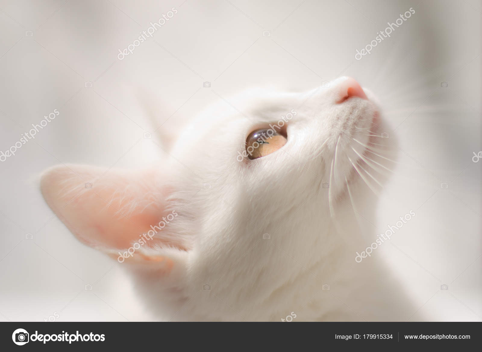 Cat Profile Looking Up